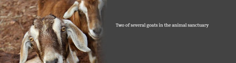 animal-sanctuary – Don Vaccaro
